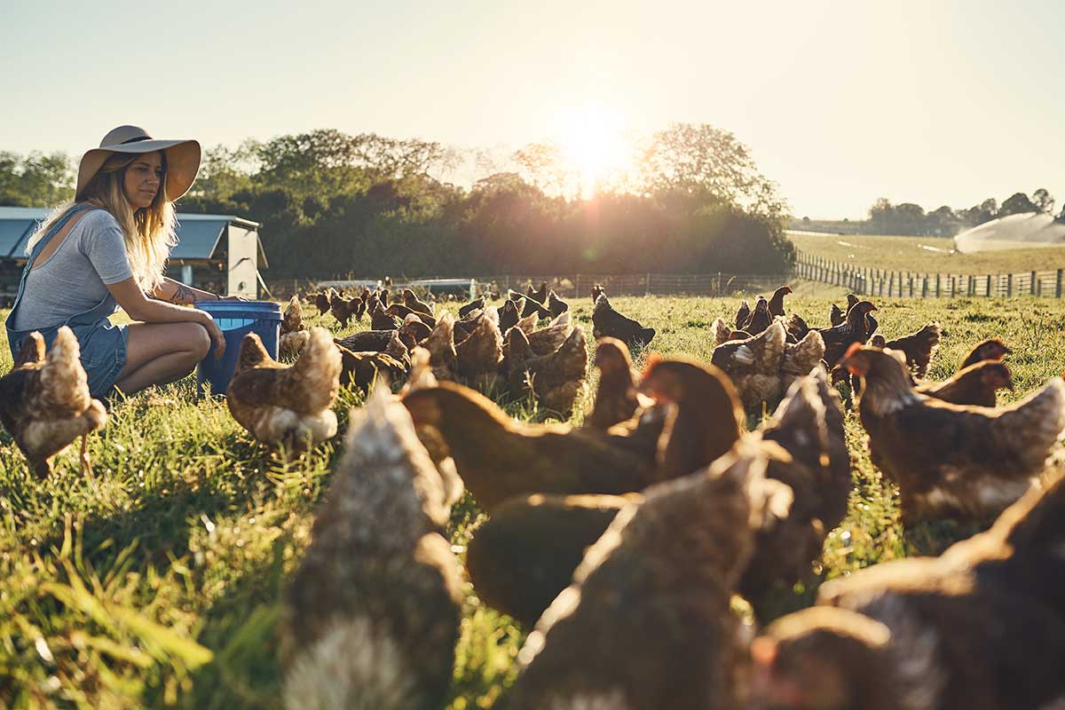 home2 - Sunrise Farms