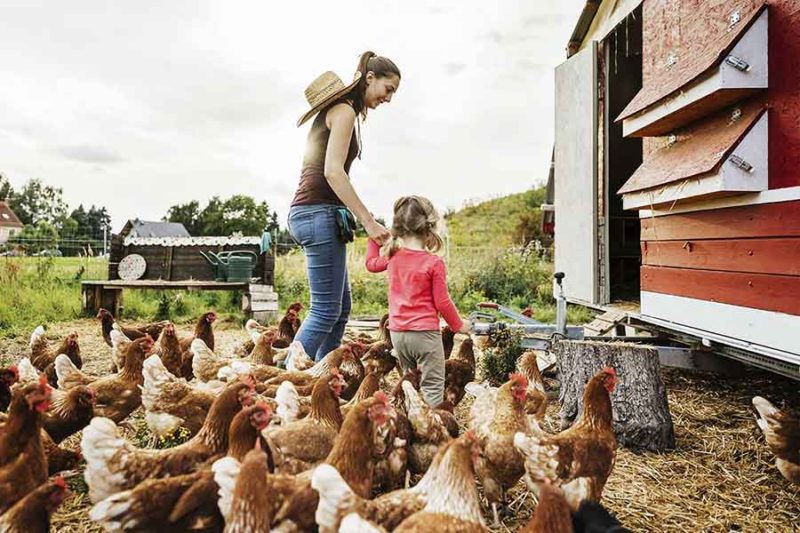 FROM FARM TO TABLE - Sunrise Farms