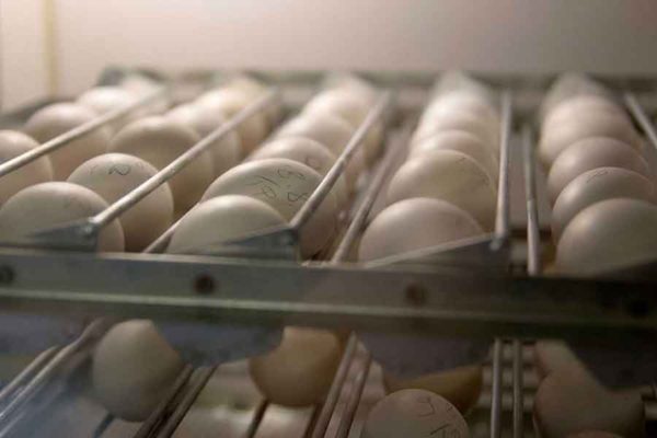 FROM FARM TO TABLE - Sunrise Farms